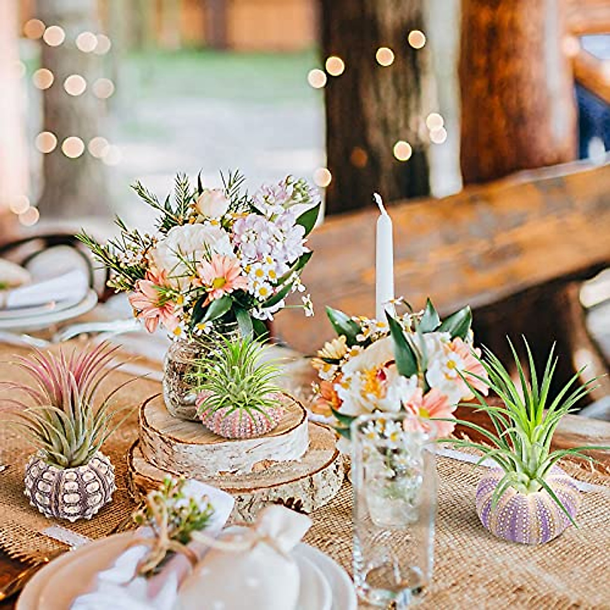 6PCS Hanging Air Plants Holders/Stand Mini Sea Urchin Shell Decorative Tillandsiat Succulent Air Plant Display Container for Home Office Wall Garden Beach Hawaii Theme Party Favors