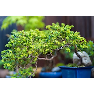 RANSHOU Bonsai Keyhole Saw 4-3/4" Made in JAPAN, Japanese Pruning Saw, Japanese Steel Blade, Wood Handle