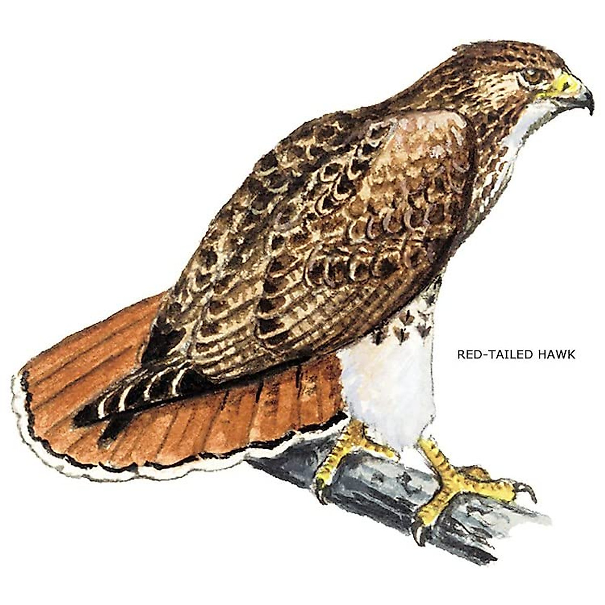 CafePress Red Tailed Hawk Bird Throw Blanket Super Soft Fleece Plush Throw Blanket, 60"x50"