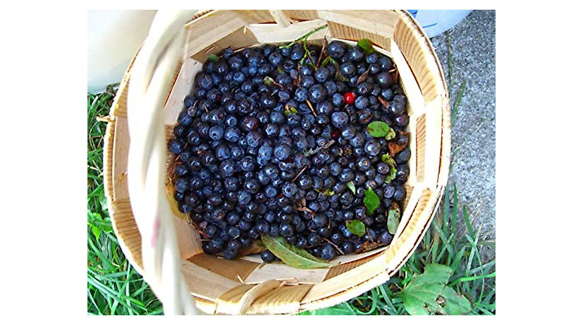 Southern Blueberry Seeds - Organic Blueberries for Home Garden