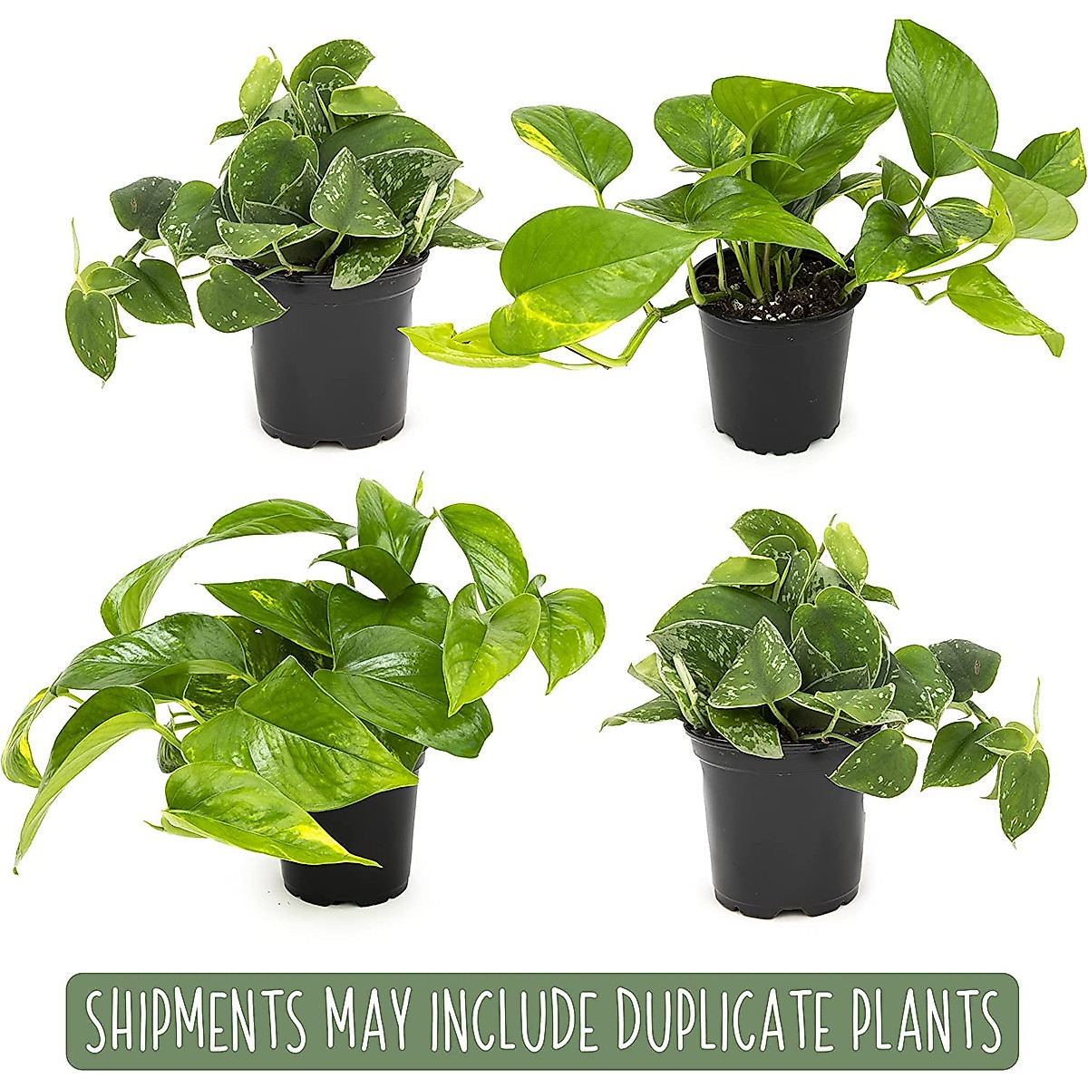 Live Pothos Plants (4PK) Indoor Plants Live Houseplants, Pothos Live Plant House Plants Indoors Live Plants, Money Plant Indoor Pothos Plant Decor, Devils Ivy Trailing Plants Live by Plants for Pets