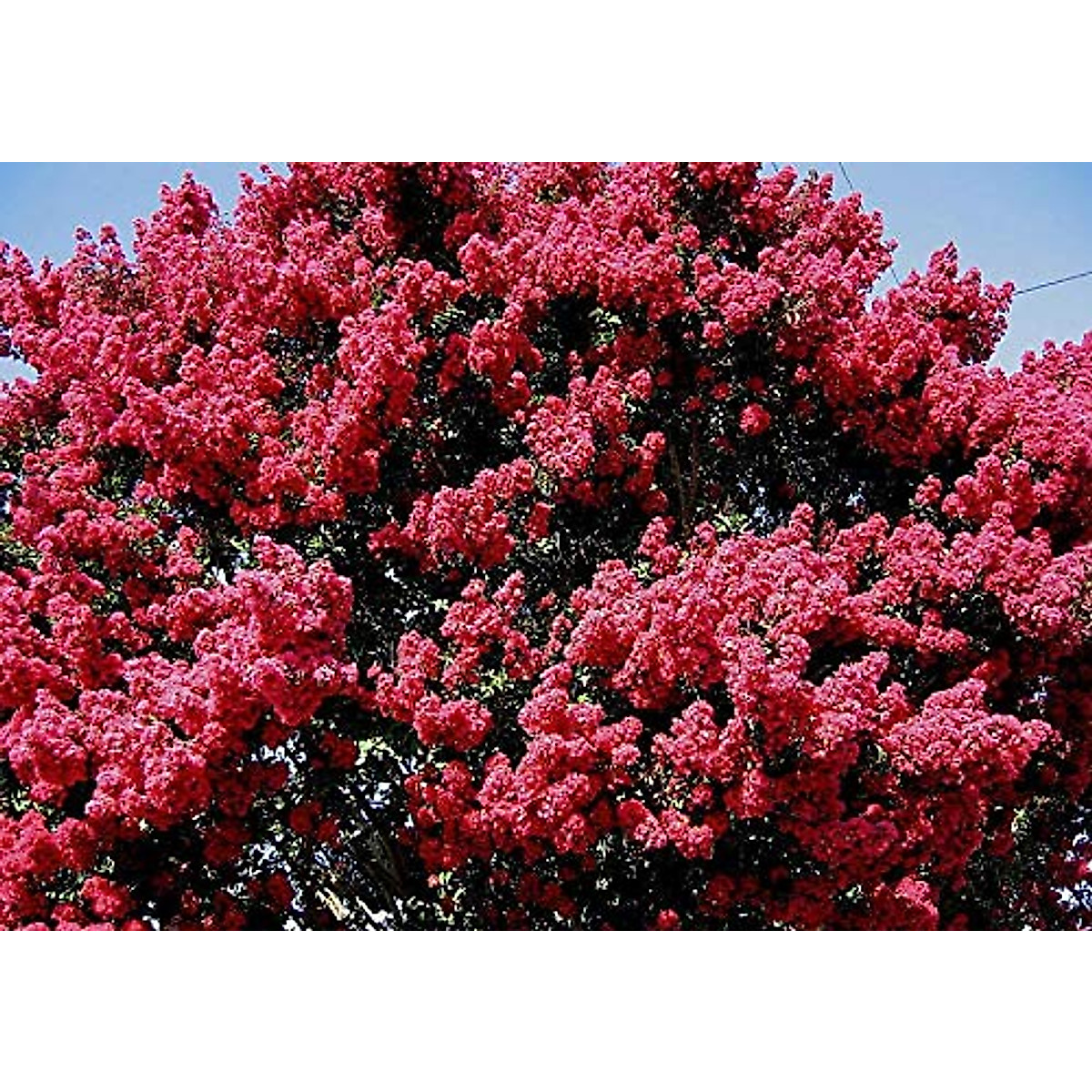 Large Tuscarora Tree Crape Myrtle, Matures 25ft+, Large Watermelon Red Flower Clusters, Most Popular Crape Myrtle, Excellent Shade Tree, Ships 2-4ft Tall, Well Rooted in Pot with Soil (15)