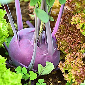 Purple Vienna Kohlrabi Garden Seeds - 1 Oz - Non-GMO, Heirloom Vegetable Gardening & Microgreens Seeds