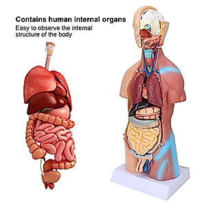 Body Internal Organs Model, Accurate Structure Human Torso Model for Hospital for School
