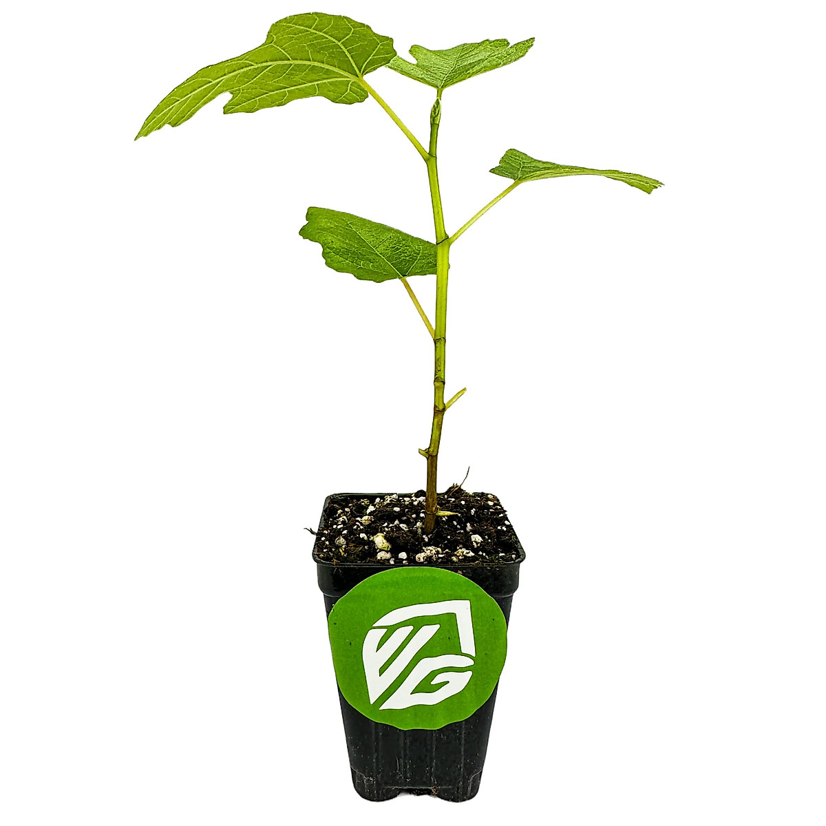 Fignomenal Dwarf Fig Live Plant - Ficus carica - Wellspring Gardens Starter Potted Plant for Indoor and Outdoor Home Decor, Gift Essential for House