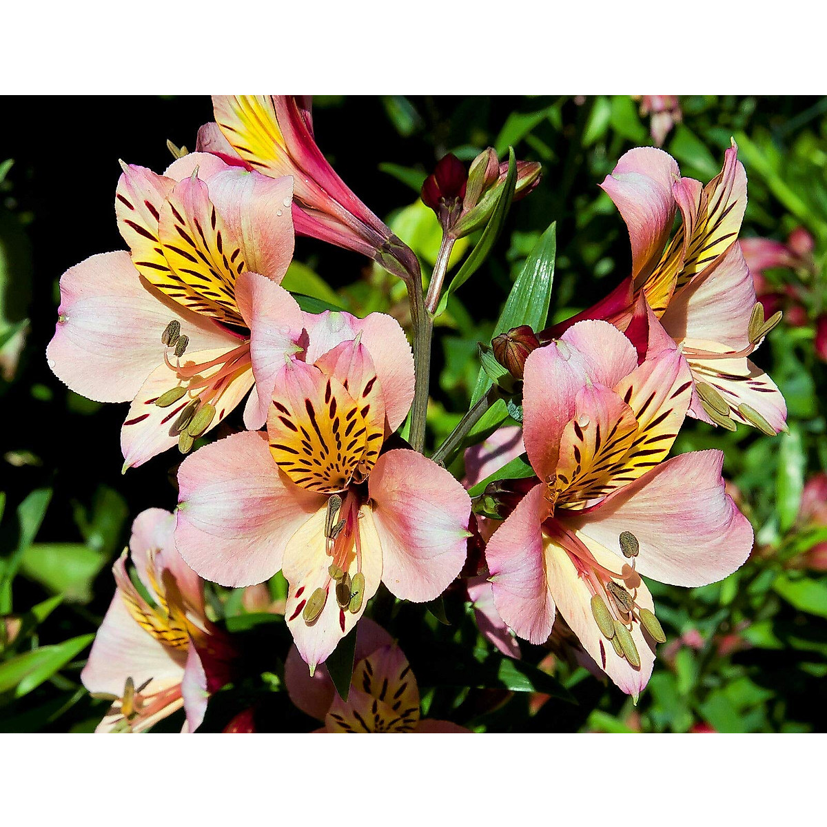 10+ Mix Canna Lily Seeds Peruvian Dr Salters Flower Flowers