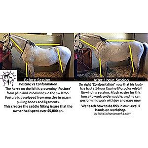 Holistic Horseworks “Level 1: Equine Musculoskeletal Unwinding” DVD Course - Certified Horse Massage Therapy Technique - Earn a Certificate of Completion - For Novice and Pro Horse Lovers
