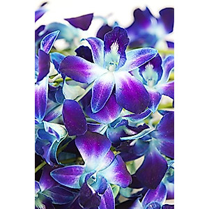 eflowerwholesale - Premium Cut Blue Orchids (10 stems Orchid with Rhinestone Mesh Ribbon Vase)