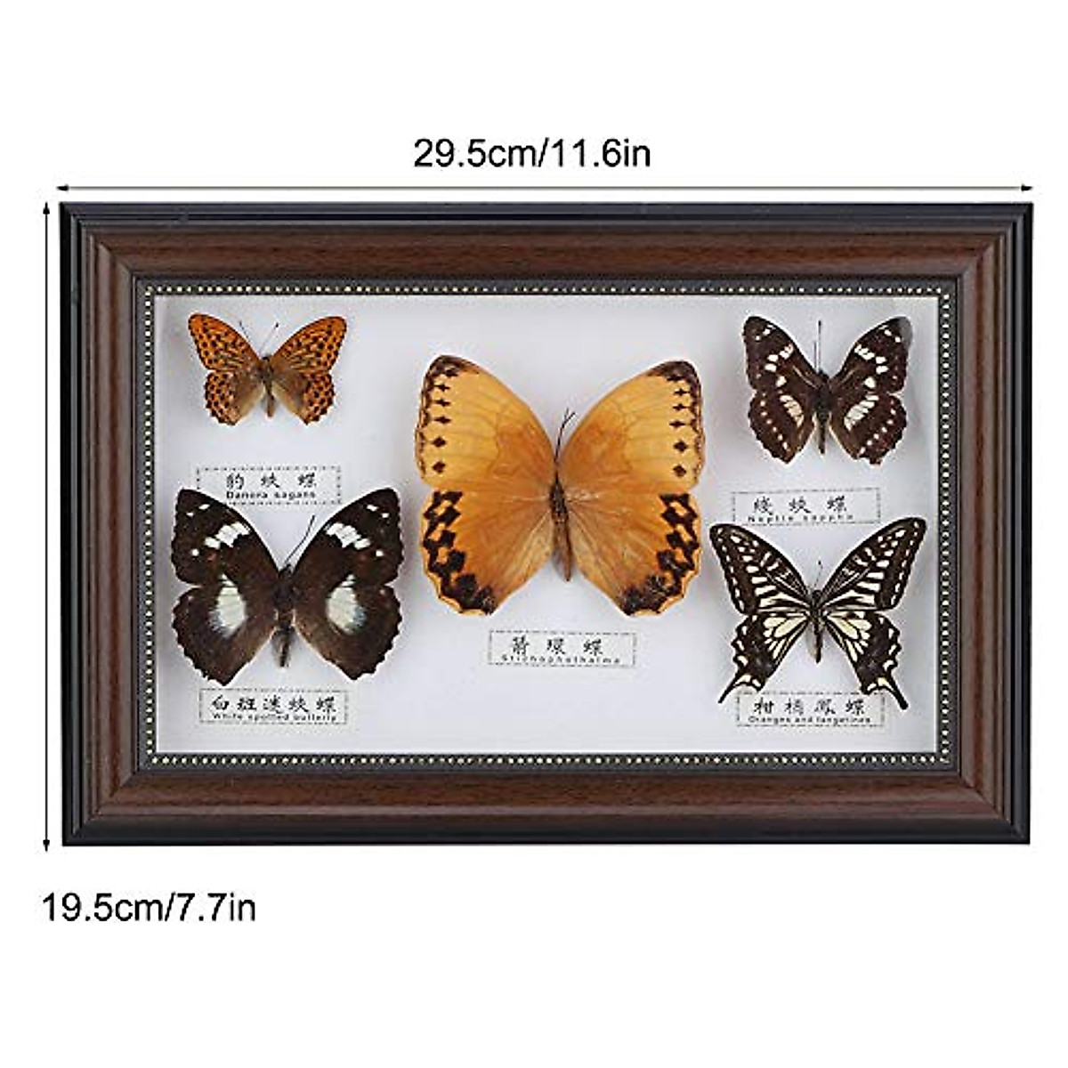 ZPSHYD Butterflies Insect Specimen Ornament, Butterflies Specimen Craft Gift Butterflies Insect Art Specimen for Home Decorate Ornament(Black)