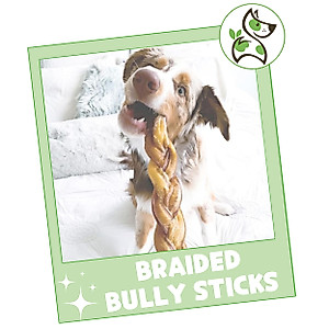 Nature Gnaws Braided Bully Sticks for Dogs 11-12" (10 Count) - Long Lasting for Aggressive Chewers and Large Dogs - Natural Beef Dog Chew Bones
