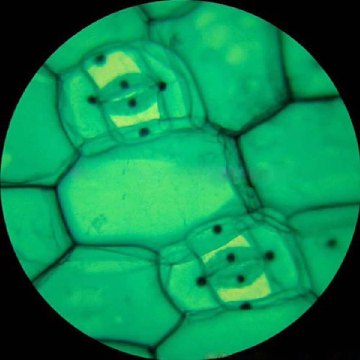 AmScope M60A-BTK Beginner Microscope Kit, Mirror Illumination, WF10x and WF16x Eyepieces, 40x-640x Magnification, Includes Case, 5 Blank Slides, 5 Prepared Slides, and Book