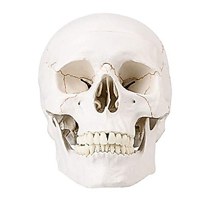 Life Size Human Skull Head Model - Human Skull Anatomical Model Medical Quality, Detached Mandible and Skull Cap - 3 Parts