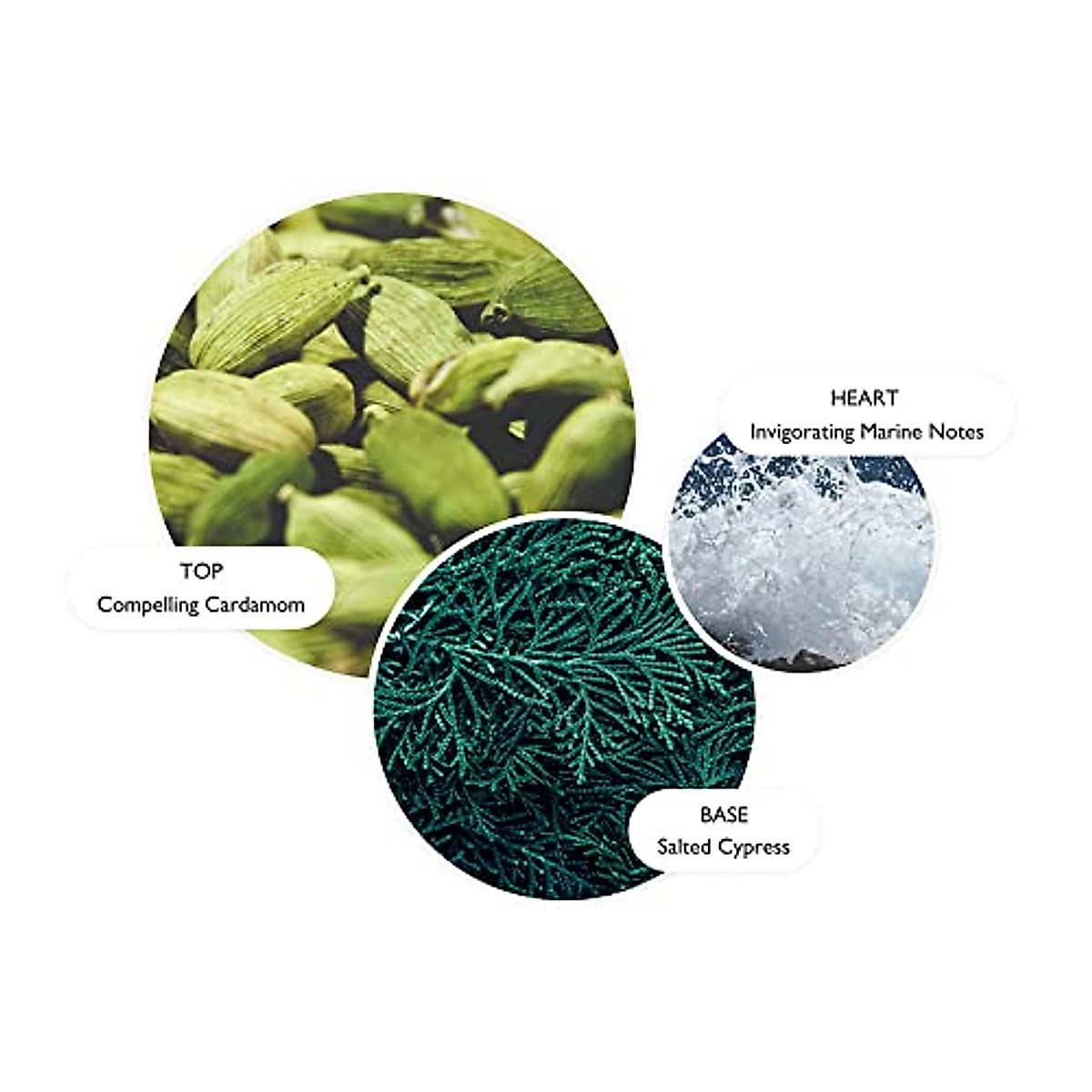 Molton Brown Coastal Cypress & Sea Fennel Body Lotion, 10 Fl Oz (Pack of 1)