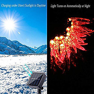 X-GiftKey 23FT 50LED Solar Red Chili Lights Outdoor - Garden Solar Decorative Lights,Christmas Harvest Lights - LED Solar Red Chili Pepper String Lights for Porch Wedding Party Holiday Decor