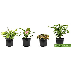 Altman Plants, Classic Houseplant Collection (4PK) Live Plants Indoor Plants Live Houseplants in Plant Pots, Easy House Plants Indoors Live, Snake Plant, Pothos in Potting Soil, Clean Air Plants