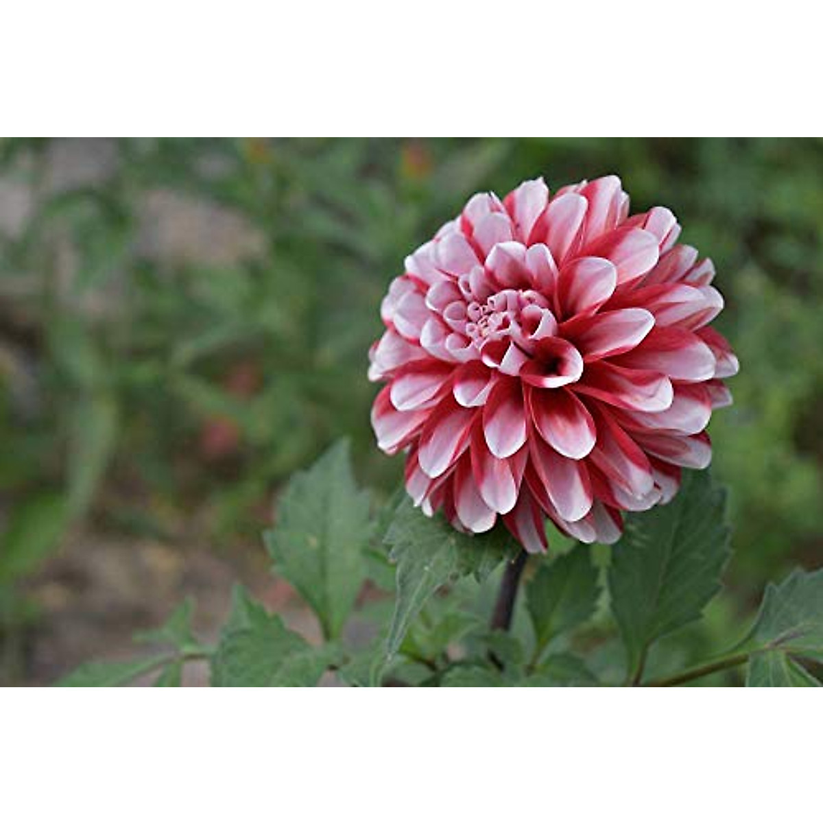 Dahlia Seeds Compound Petals Multi-Color Mixed Individually Packaged （1000+ Outdoor Garden Potted Plants Non-GMO)