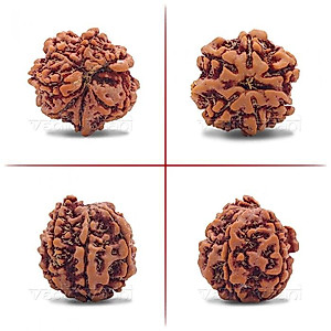 Vedic Vaani Natural Divine Sacred Om Aum Lord Shiva Rudraksh (1 Pcs)