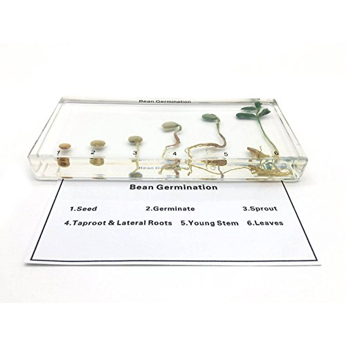 Bean Germination in Acrylic Block Lifecyle of Bean Biology Science Classroom Specimens (Bean Germination)