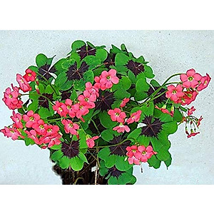 Iron Cross Shamrock Bulbs - 20 Bulbs to Plant - Good Luck Plant - Fast Growing Year Round Color Indoors or Outdoors - Oxalis Shamrock Bulbs