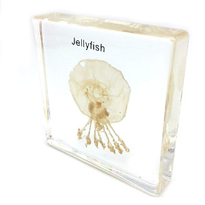 Jellyfish Specimen in Acrylic Block Paperweights Science Classroom Specimens for Science Education(2.8x2.8x0.6 Inch)