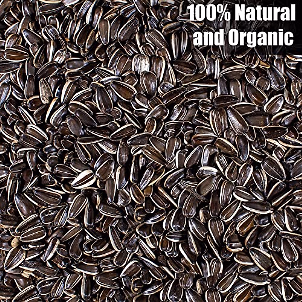Old Potters Wildlife Striped Sunflower Seeds 3 lbs for Birds and Wildlife, Non-GMO & USA Grown, Attracts Birds (3 Pounds)