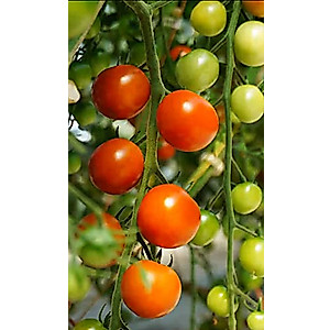 Hydrofarm GCTT Tomato 3-Foot Tree Tower, Orange and Green