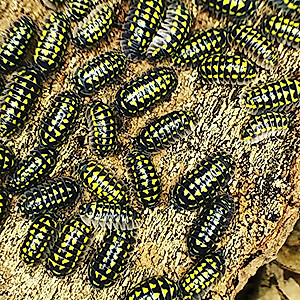 Armadillidium Gestroi Isopods 12 Count Roly Poly Insects Cleanup Feeder Crew for Terrarium Reptile Pet Food