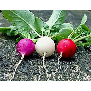Colorful Radish Seed Mix Easy to Grow Vegetable Garden Seeds for Planting 100 Seeds