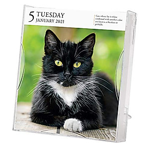 Cat Page-A-Day Gallery Calendar 2021