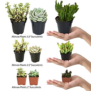 Altman Plants Assorted Cactus Collection 2.5" 4 pack