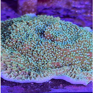 Live Saltwater Coral Frag - Neon Green Plating Montipora (Frag)