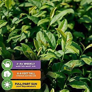 Tea Plant (Green Tea) Live Plant - Camellia sinensis - Wellspring Gardens Starter Plant for Your Indoor or Outdoor Garden