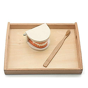 MEROCO Montessori Practical Life Brushing Teeth Model and Cards Montessori Homeschool Learning Preschool Toys for Toddlers