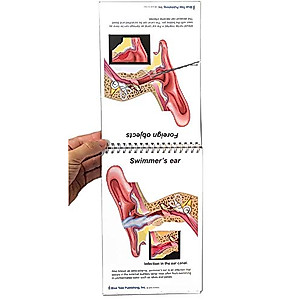 Blue Tree Publishing Ear Anatomy Desktop Charts For AUD, Audiologist, Hearing Centers and Classroom material for Education