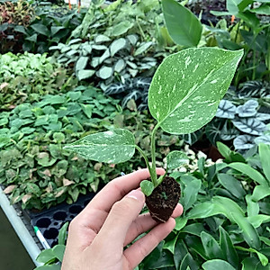 Monstera Thai Constellation Starter Plant