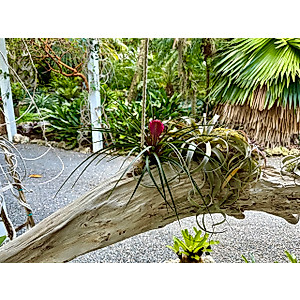 ragnaroc Live Air Plants – Flowering Tillandsia Cyanea, Giant 15-18" - 1ct - Live Arrival Guaranteed - House Plants for Home Decor & Gift