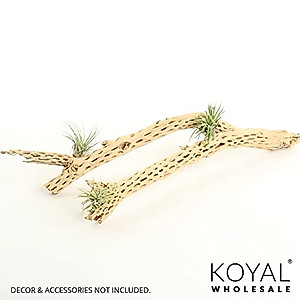 Koyal Wholesale Cholla Wood Aquarium Branches, Airplants Decor, Reptile Perch, Natural Home Decoration, Chew Toy Dried Cactus Wood (12-Inch)