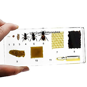 Lifecycle of a Honey Bee Embedded Specimen Paperweight Animal Science Classroom Embedding Specimens Taxidermy for Science Education