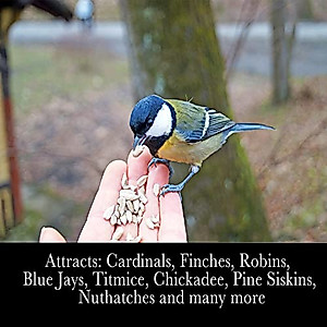 Desert Valley Premium Sunflower Seed Hearts and Chips - Wild Bird Food, Cardinals, Jays & More (10-Pounds)