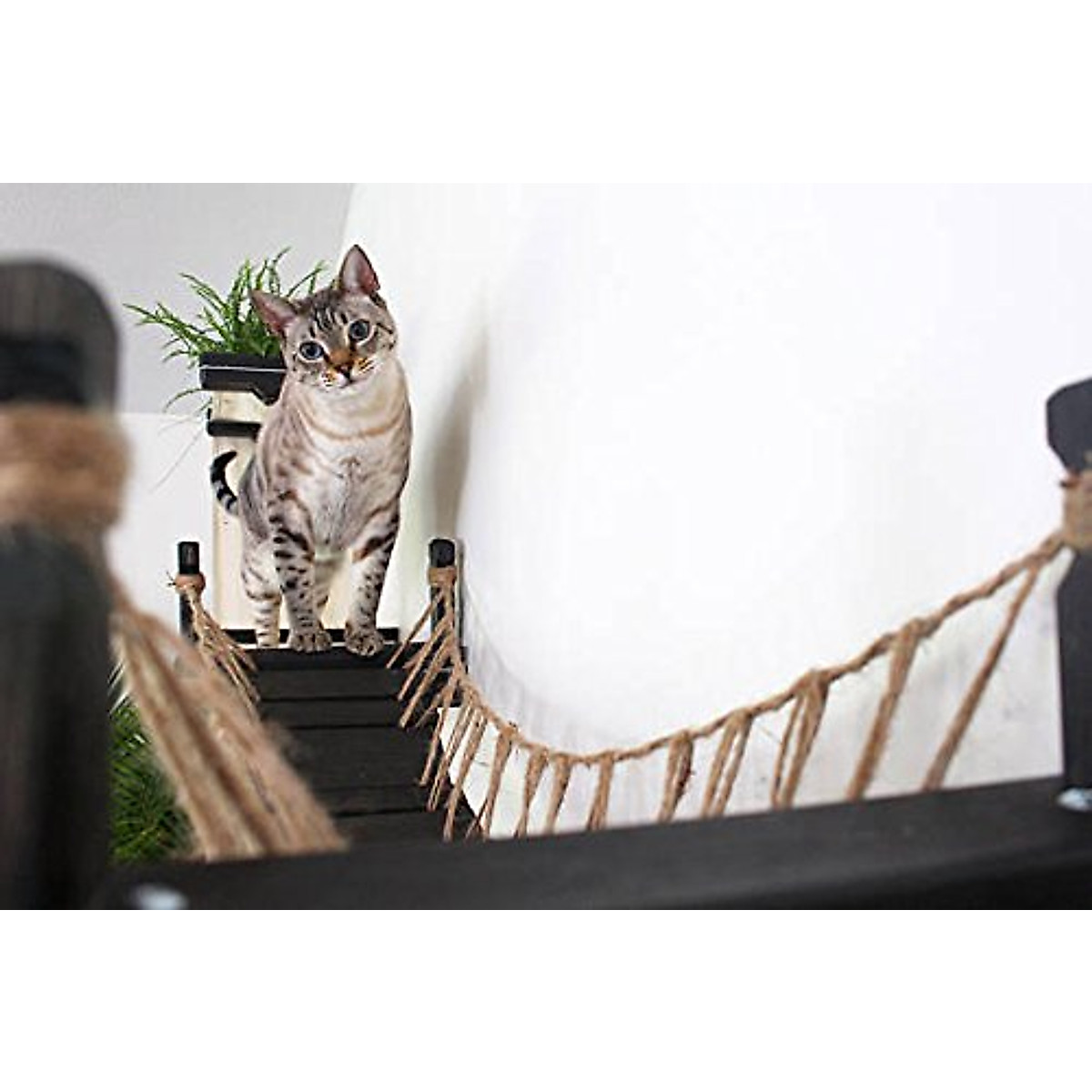 CatastrophiCreations Cat Bridge Wall-Mounted Play and Lounge Toy Cat Tree Tower Alternative for Pets, 1 Count (Pack of 1)