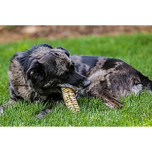 Top Dog Chews – 12” Beef Trachea Dog Chews 10 Pack, American, All Natural, Single Ingredient Dog Treat, Promotes Joint, Hip & Dental Health, High in Protein for Medium & Large Dogs