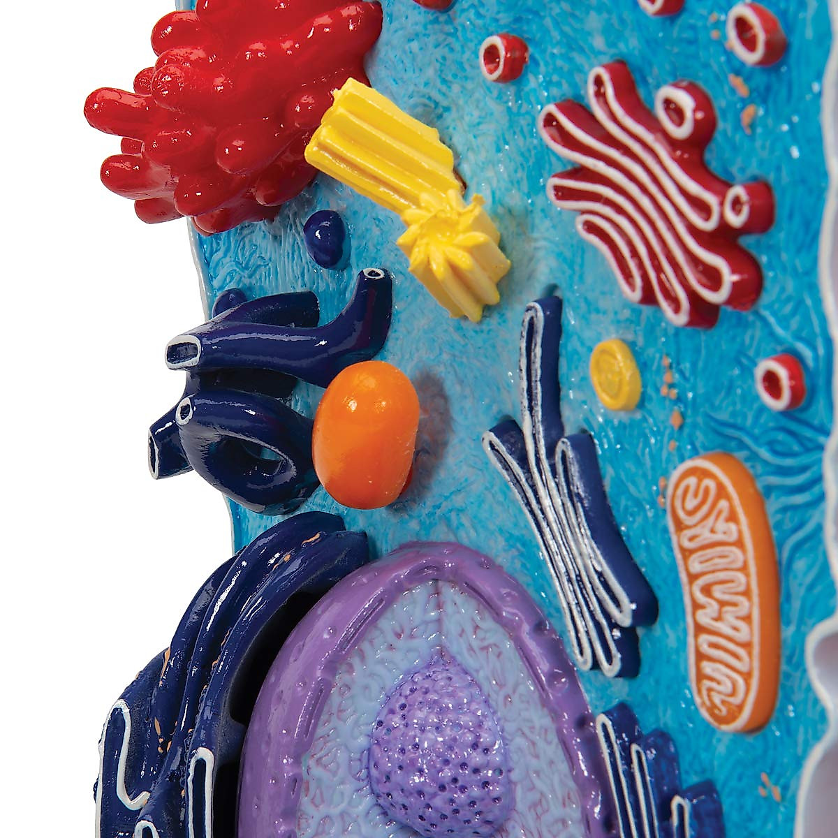 3B Scientific R04 Animal Cell Model, 8.3" x 4.3" x 12.2"
