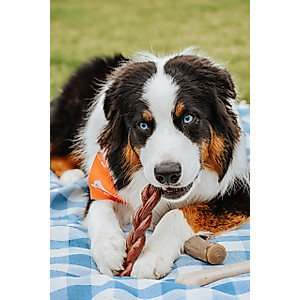 Nylabone Power Chew Braided Rawhide Bully Stick Alternative Nylon Chew Toy for Dogs, Dog Toys for Aggressive Chewers, Beef Flavor, Large/Giant (1 Count)