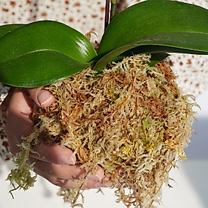 Kapecute Sphagnum Moss 34QT Perfect for Plant Propagation, Great Orchid Potting Mix, Help with Maintain Humidity, 10oz
