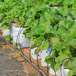 Mudder 10 Pieces Drip Irrigation Hole Punch Tool 4 mm Mini Tubing Drip Watering Hose Accessories for 1/4 Inch Hose, Black