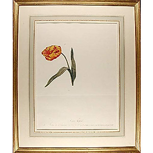 Tulipa cultivar 'La Monstreuse ('La Monstreuse' tulip)