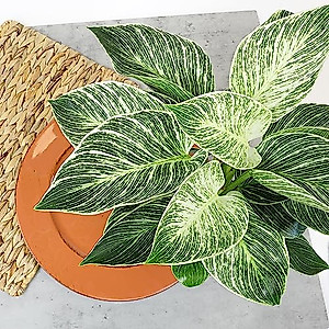 Birkin Philodendron in 6 Inch Pot for Indoor Plants Live Houseplants, Office Plants, Easy Plant Gift, Philodendron Plant Live Plants Indoor Plants Live House Plants Live Plant Decor by Plants for Pets