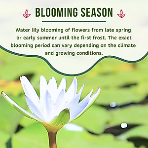 Mainam Mixed Colorful Hardy Water Lily Tuber Live Aquarium Plant for Freshwater Fish Pond Balcony Buy 2 GET Fertilizer Free (White Nymphaea Denver)