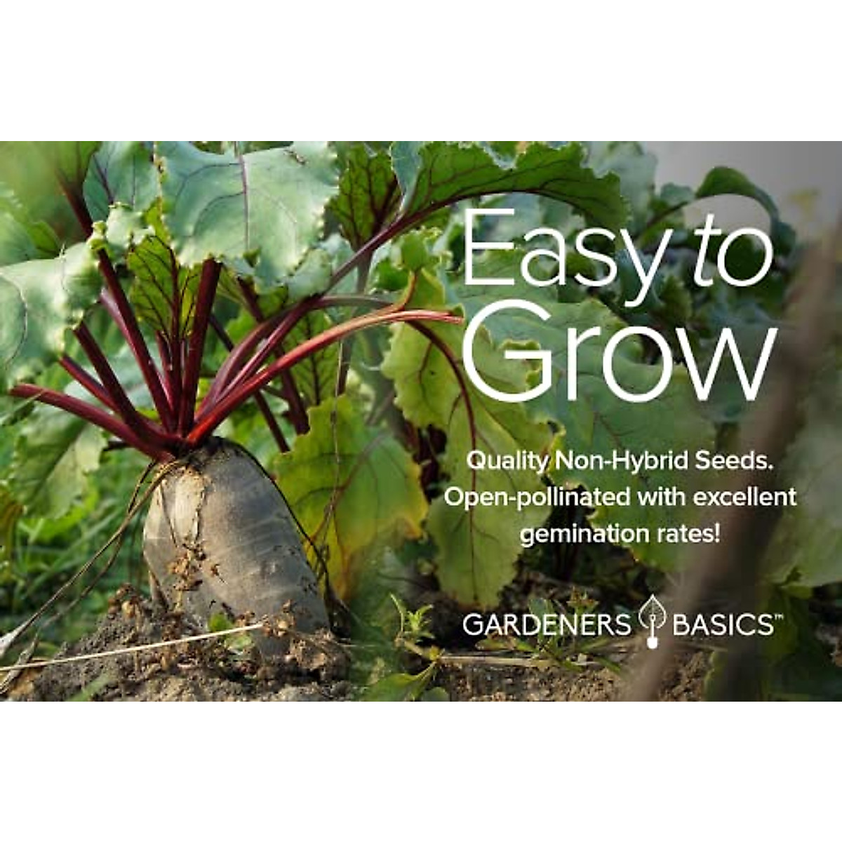 Beet Seeds for Planting Home Garden - 5 Variety Pack Detroit Dark Red, Golden Detroit, Early Wonder, Cylindria and Chioggia Great for Spring, Summer, Fall, Heirloom Veggie Seeds by Gardeners Basics