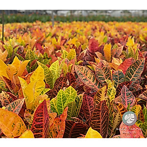 Nature’s Way Farms Croton Petra Live Plant (18-24 in. Tall) in Growers Pot